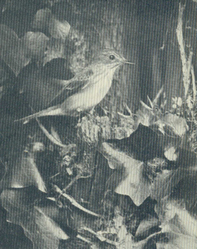 The Art Of Catching Flies by Cicely Fox Smith - Famous poems, famous ...