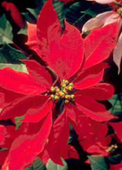 Poinsettia - a poem by ecrivain01 - All Poetry