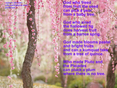 Pluck A Plum Where There Is No Tree - a poem by saiom - All Poetry