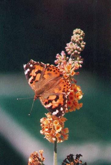 I'm a Beautiful Monarch Butterfly - a poem by marvin goldfarb - All Poetry