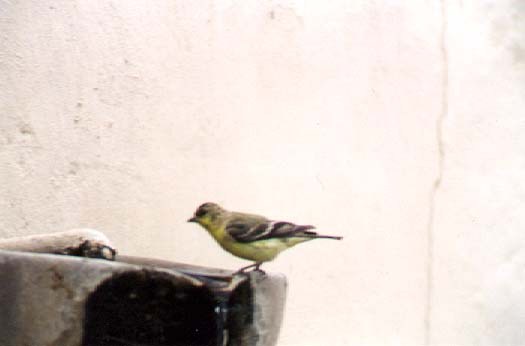 Lesser Goldfinch - a poem by marvin goldfarb - All Poetry