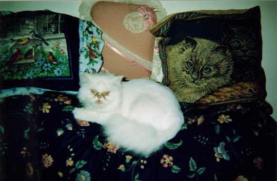 Neurotic cat - a poem by marvin goldfarb - All Poetry