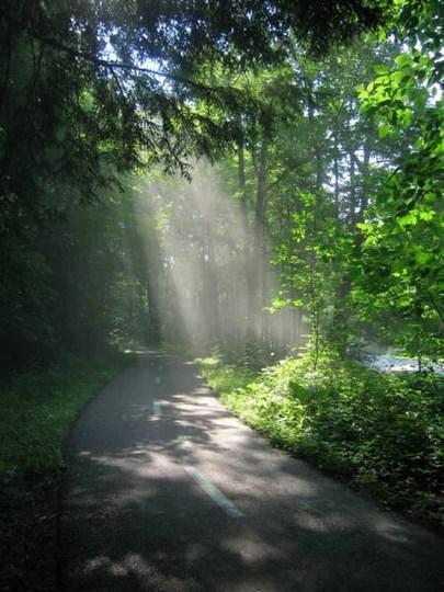 Creed Trees ( Acrostic ) - a poem by Hereinmyheart - All Poetry