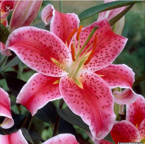 Stargazer Lily - a poem by Ellie Le Jeune - All Poetry