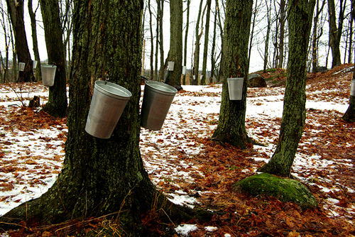 Haiku Maple Syrup - a poem by Pinkney smith thurm - All Poetry