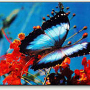 Spongebob Squarepants - a poem by Rock Princess - All Poetry