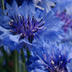 The Champa Flower by Rabindranath Tagore - Famous poems, famous poets ...