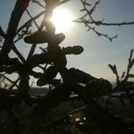 Breaking-dawn - poet at allpoetry