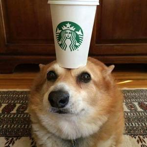 Chicken Nuggets - a poem by JShof - All Poetry