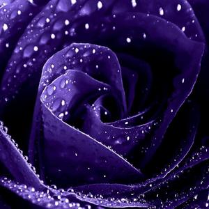 Purple Rose - poet at allpoetry