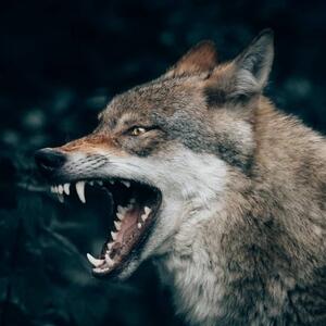 Laughing Wolf - poet at allpoetry