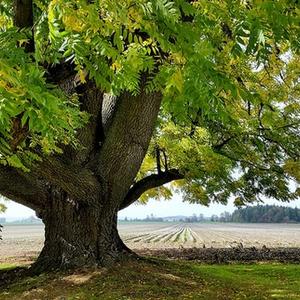 Sneaky Moves. - a poem by Treepower34 - All Poetry