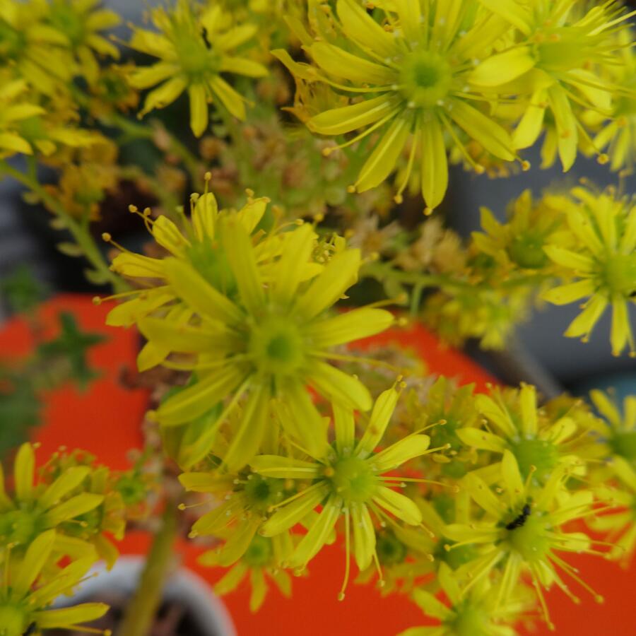 Orange Sage - poet at allpoetry