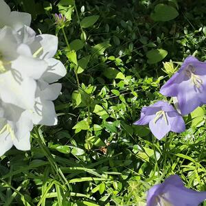 Oliver Porter - poet at allpoetry