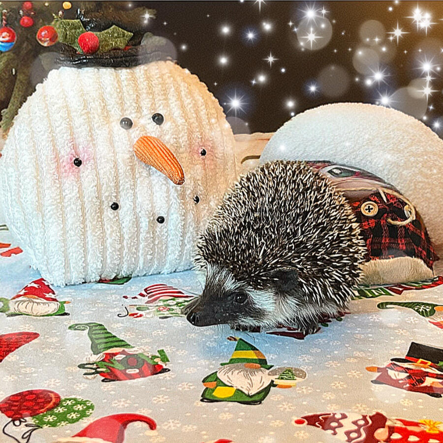 Porscha Lee Robinson - poet at allpoetry