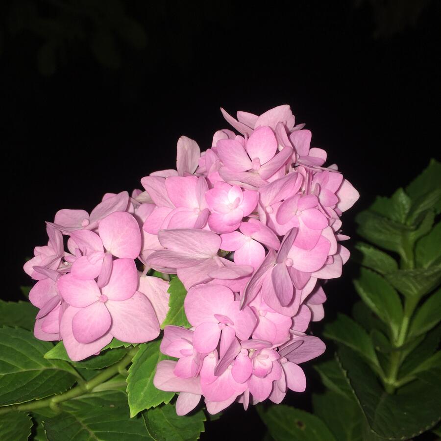 The Farmhand’s Lament - a poem by Ivory Cullen - All Poetry