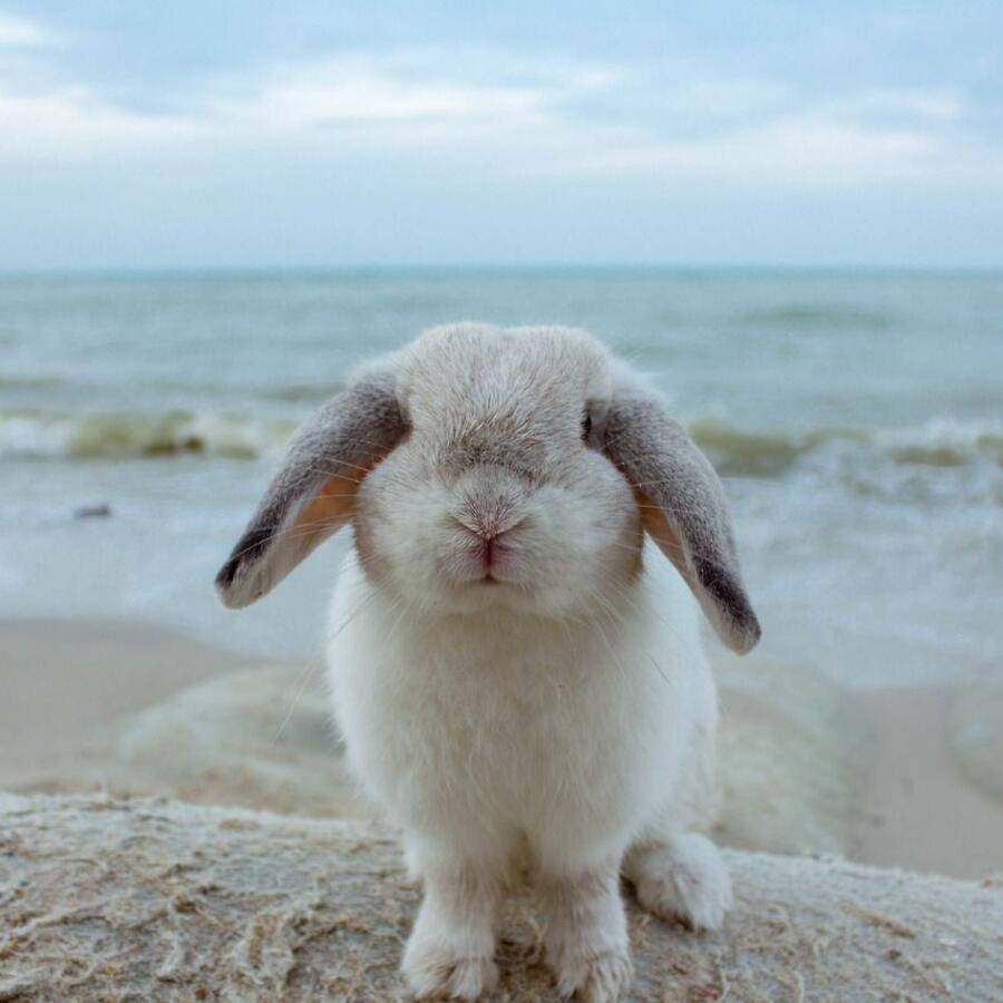 Black rabbit7 - poet at allpoetry