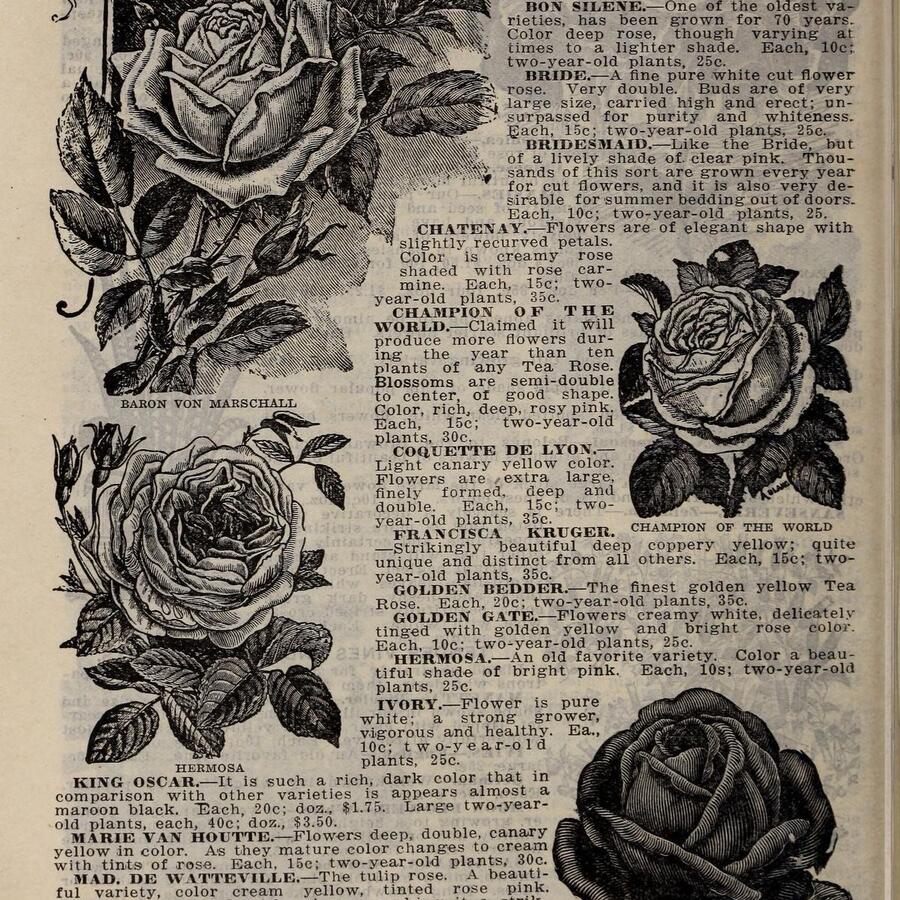 Velvet-dawnn - poet at allpoetry