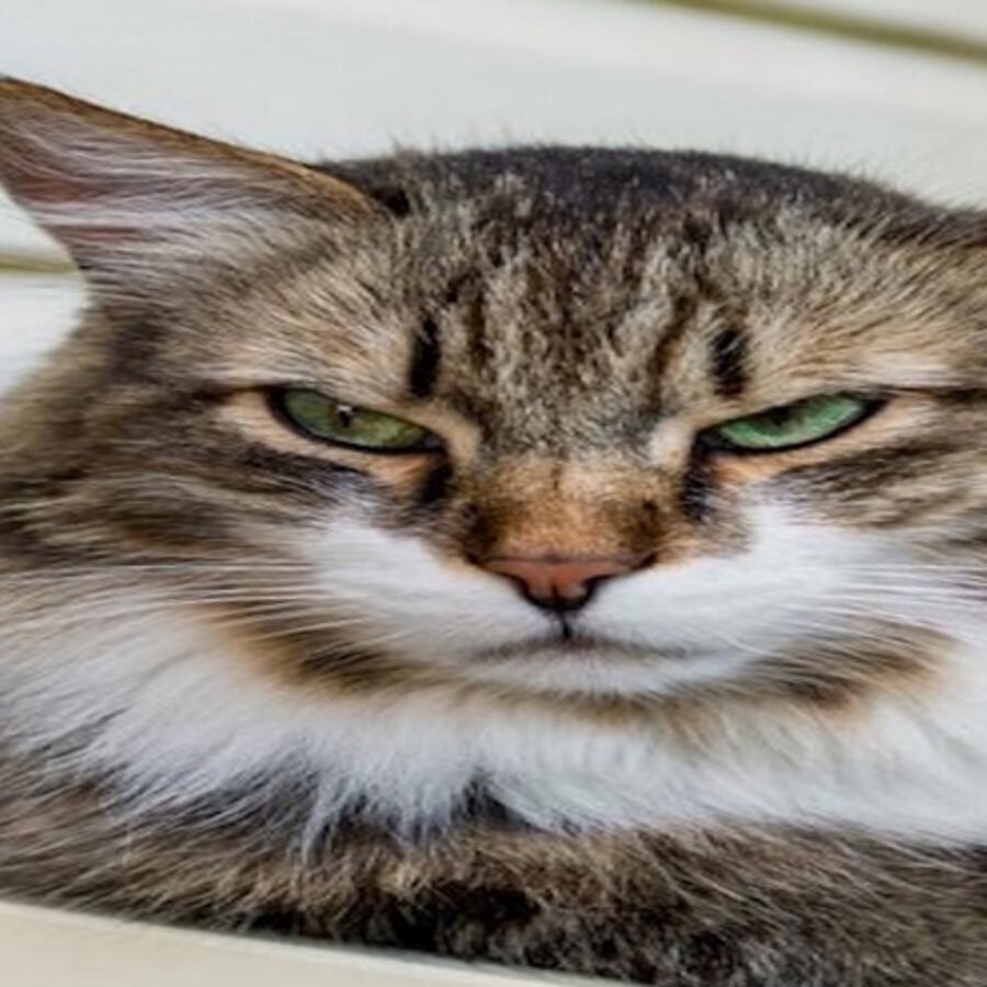 R. Gato - poet at allpoetry