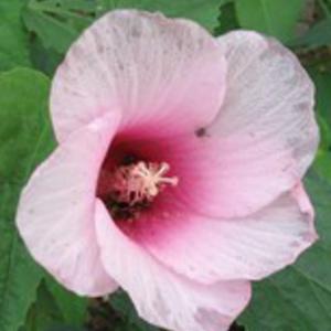 More on Haiku: Kireji or “Cutting Words” (a column) - a column by ...